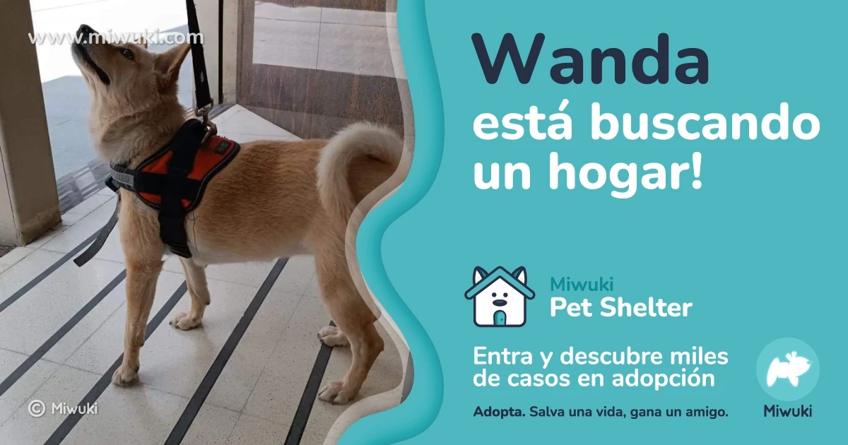 Adopta a Wanda, un perro de Córdoba, España • ¡Encuéntralo en Miwuki ...