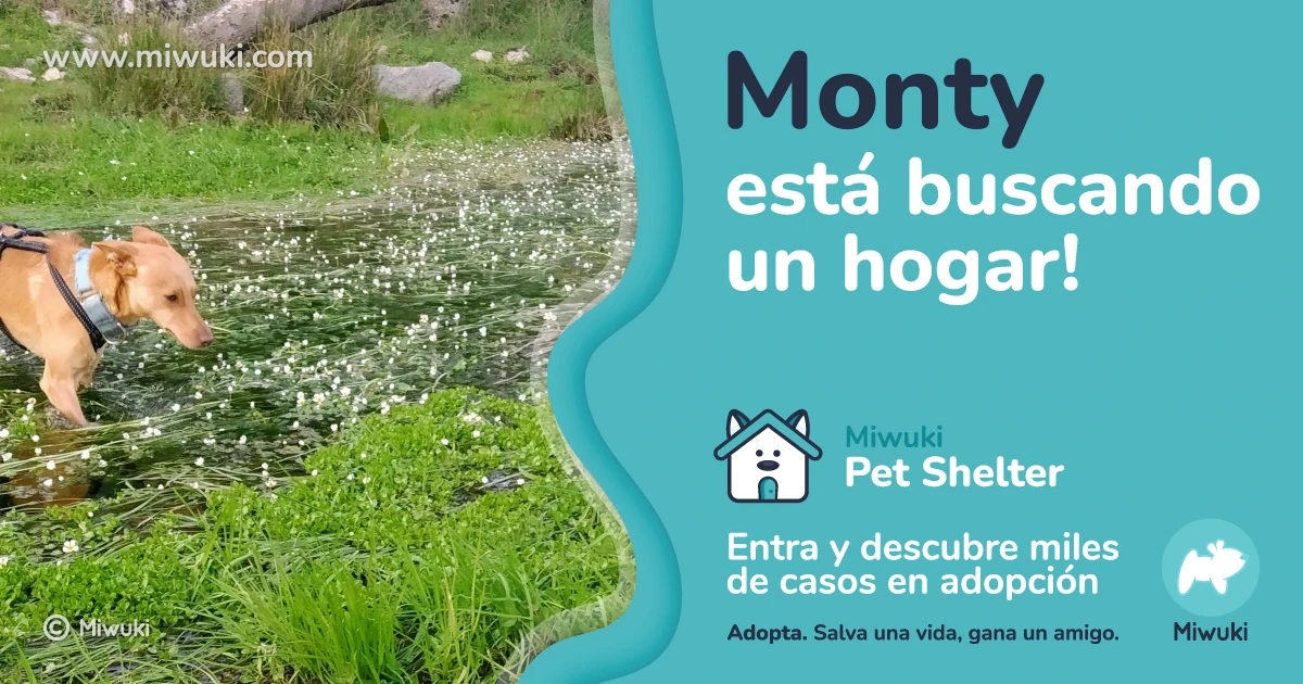 Adopta a Monty, un perro de Ávila, España • ¡Encuéntralo en Miwuki Pet ...