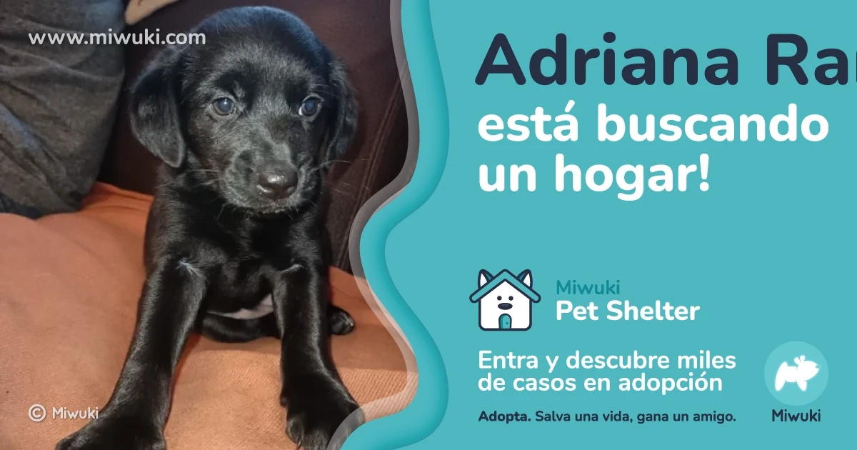 Adopta a Adriana Ramírez, un perro de Málaga, España • ¡Encuéntralo en ...