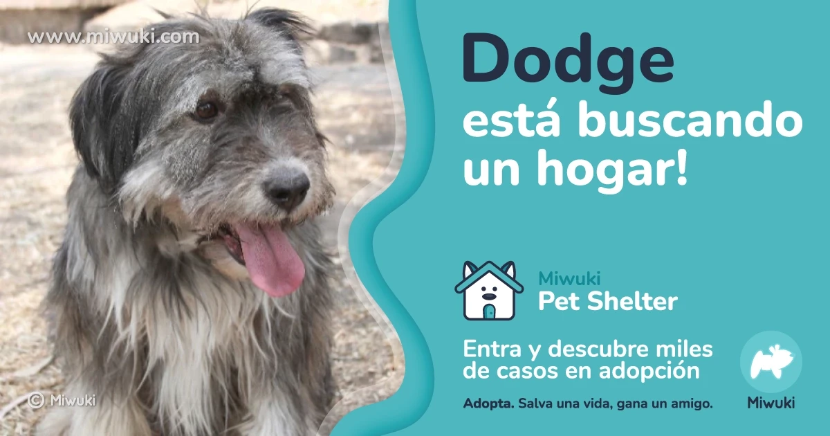 Adopta a Dodge, un perro de Ciudad de México, México • ¡Encuéntralo en ...