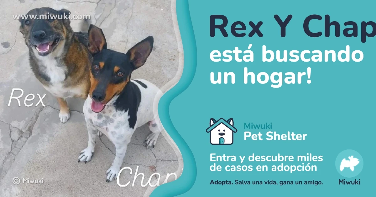 Adopta a Rex Y Chapi, un perro de Sevilla, España • ¡Encuéntralo en ...