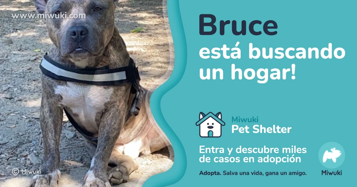 Adopta a Bruce, un perro de Barcelona, España • ¡Encuéntralo en Miwuki ...