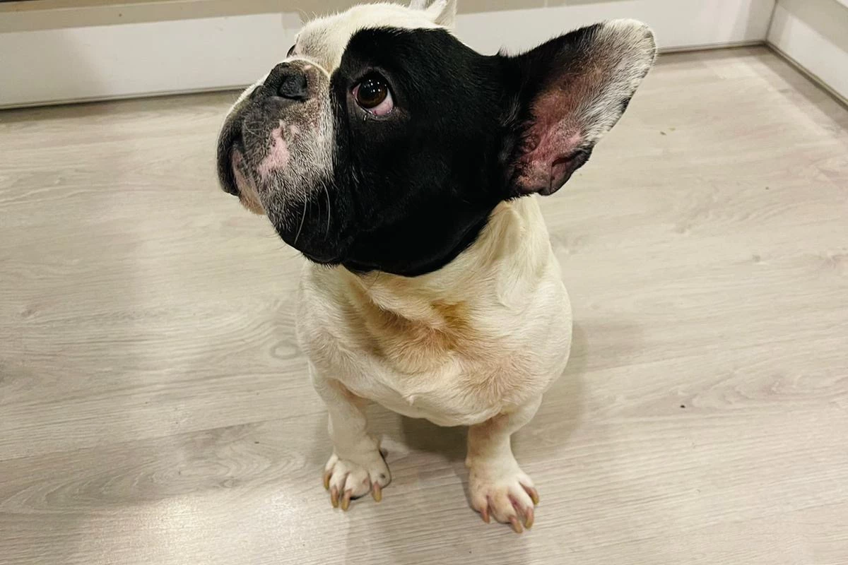 Adopta a Jose, un perro de Barcelona, España • ¡Encuéntralo en Miwuki ...