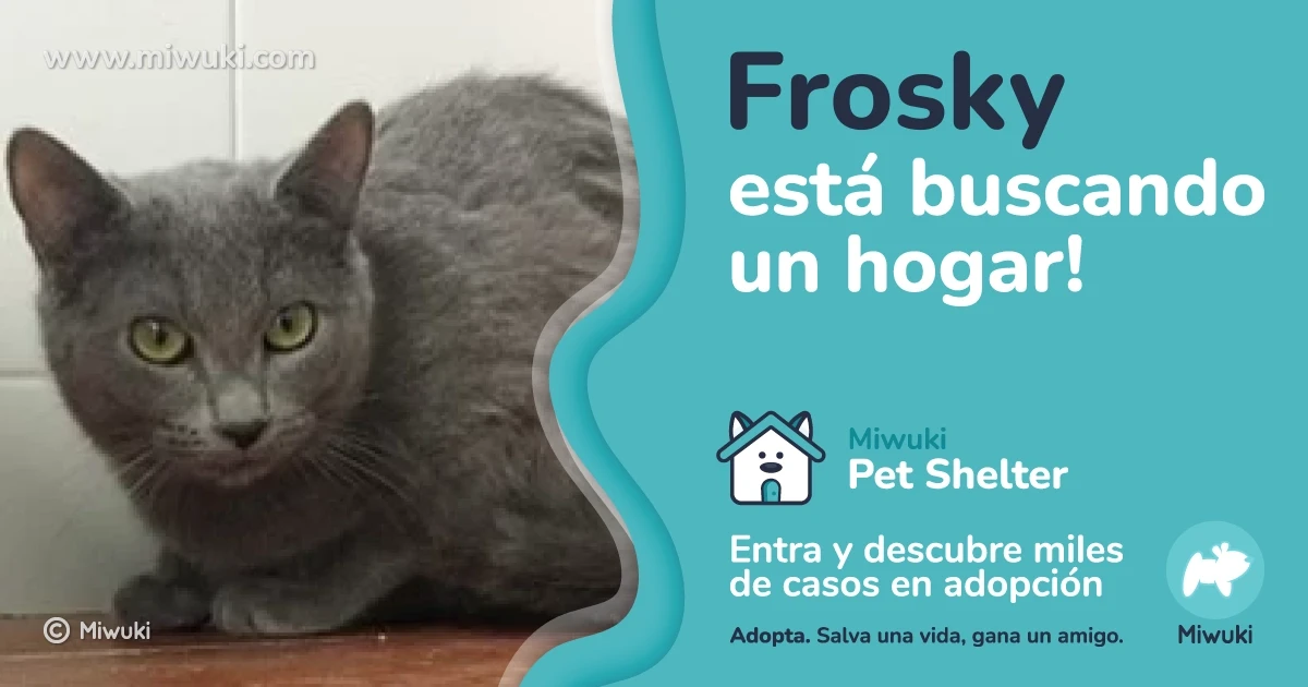 Adopta a Frosky, un gato de Madrid, España • ¡Encuéntralo en Miwuki Pet ...