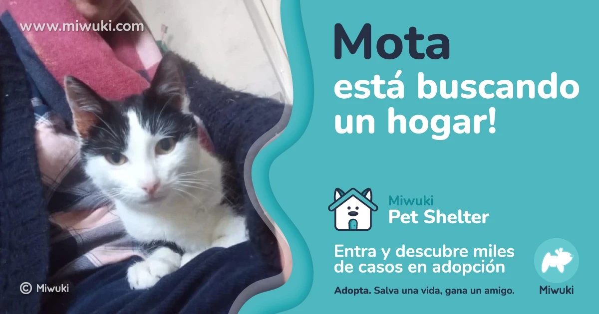 Adopta a Mota, un gato de Barcelona, España • ¡Encuéntralo en Miwuki ...