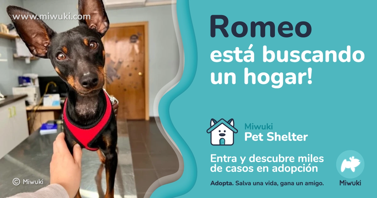 Adopta a Romeo, un perro de Madrid, España • ¡Encuéntralo en Miwuki Pet ...