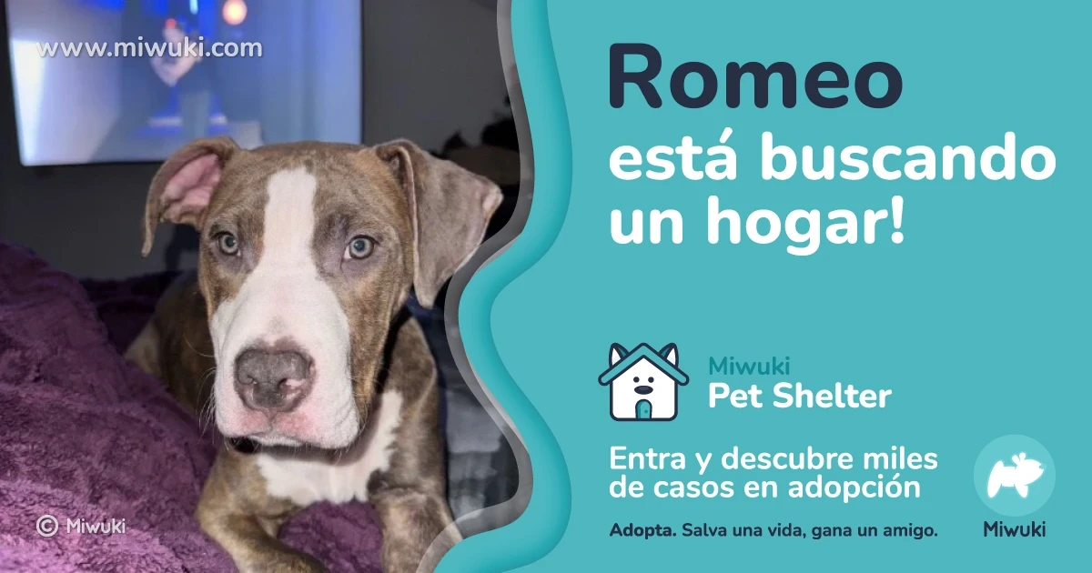 Adopta a Romeo, un perro de Madrid, España • ¡Encuéntralo en Miwuki Pet ...