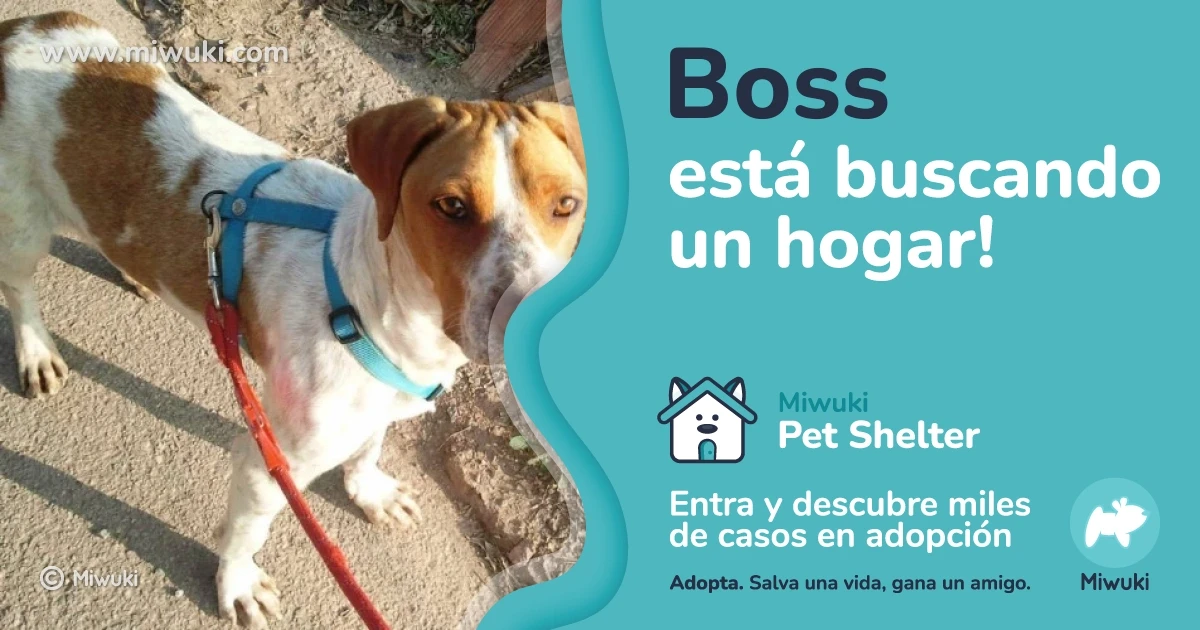 Adopta a Boss, un perro de Valencia, España • ¡Encuéntralo en Miwuki ...