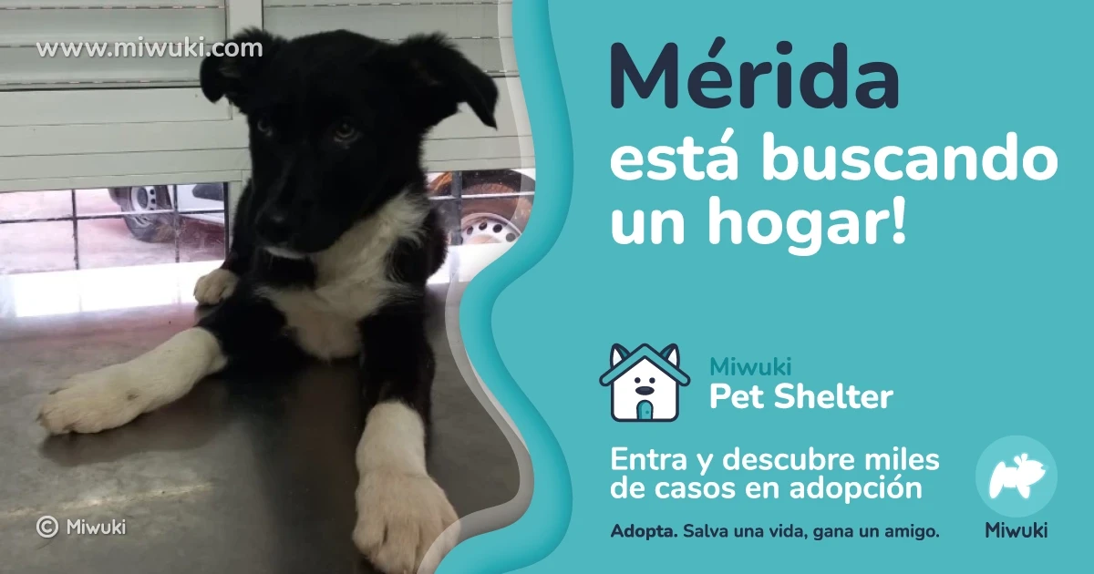 Adopta a Mérida, un perro de Almería, España • ¡Encuéntralo en Miwuki ...