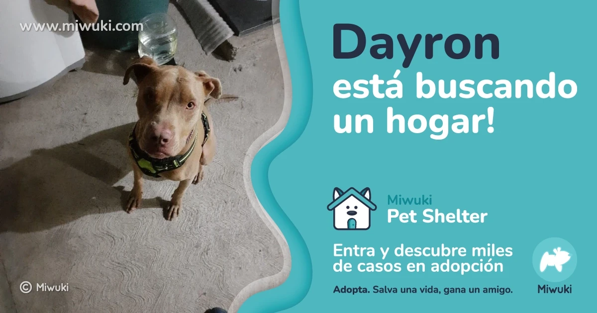 Adopta a Dayron, un perro de Estado de México, México • ¡Encuéntralo en ...