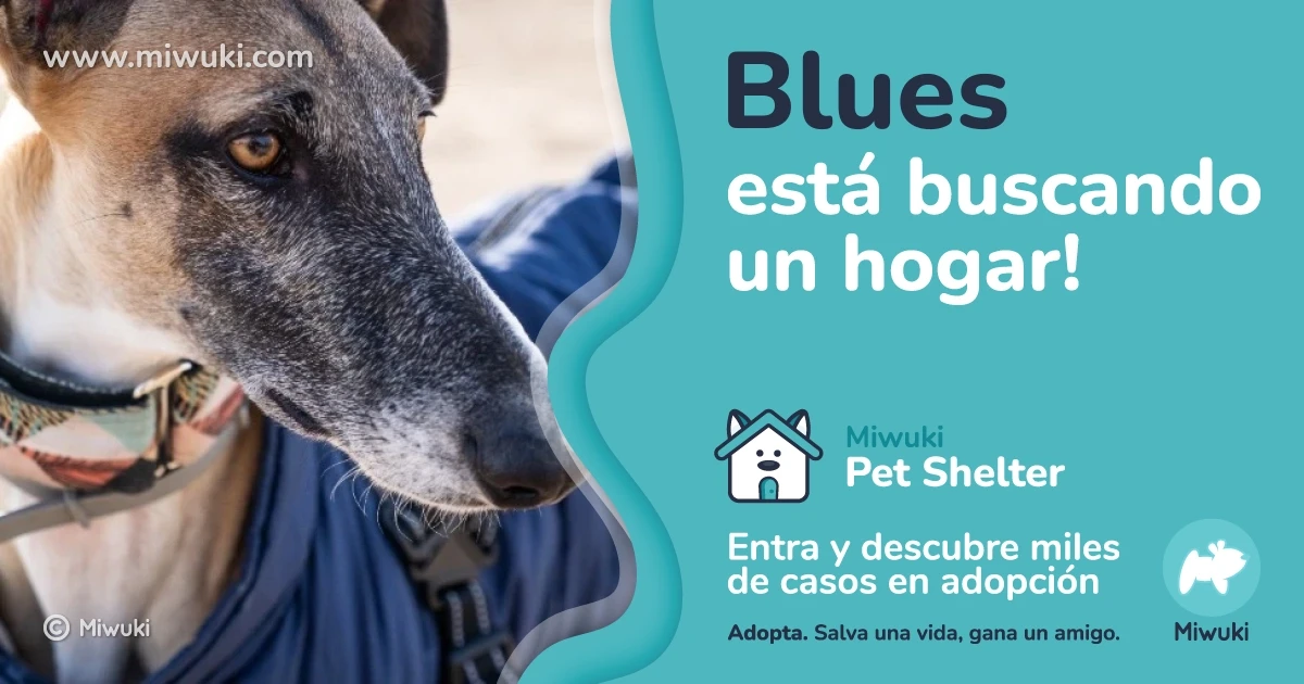 Adopta a Blues, un perro de Madrid, España • ¡Encuéntralo en Miwuki Pet ...