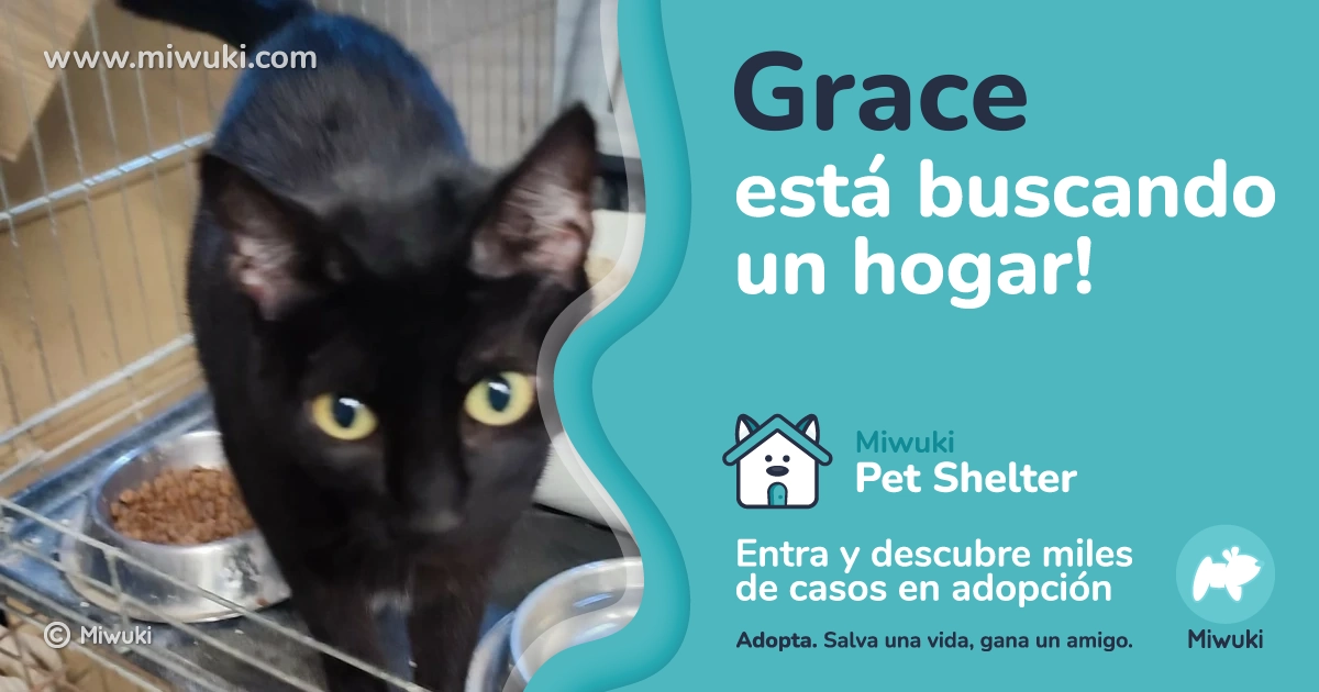 Adopta a Grace, un gato de Almería, España • ¡Encuéntralo en Miwuki Pet ...