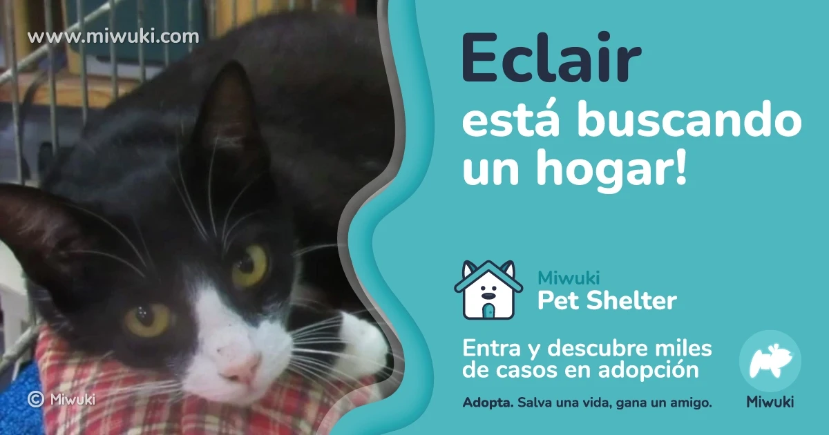 Adopta a Eclair, un gato de Madrid, España • ¡Encuéntralo en Miwuki Pet ...