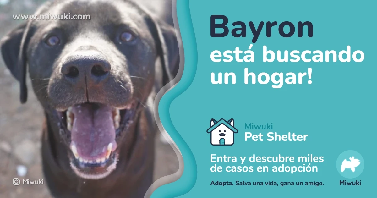Adopta a Bayron, un perro de Valencia, España • ¡Encuéntralo en Miwuki ...