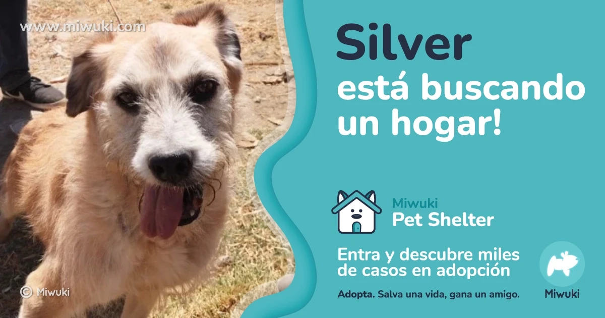 Adopta a Silver, un perro de Ciudad de México, México • ¡Encuéntralo en ...