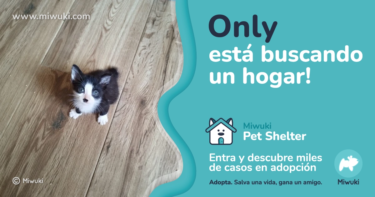 Adopta a Only, un gato de Barcelona, España • ¡Encuéntralo en Miwuki ...