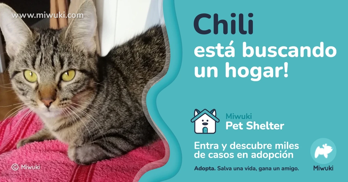 Adopta a Chili, un gato de Madrid, España • ¡Encuéntralo en Miwuki Pet ...