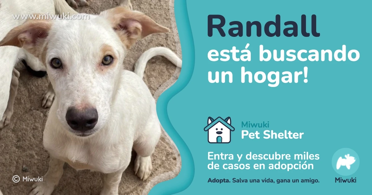 Adopta a Randall, un perro de Almería, España • ¡Encuéntralo en Miwuki ...