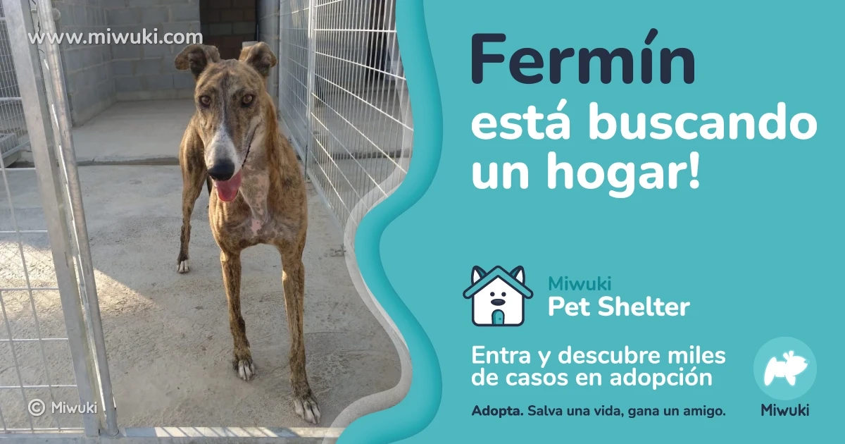 Adopta a Fermín, un perro de Zaragoza, España • ¡Encuéntralo en Miwuki Pet Shelter!