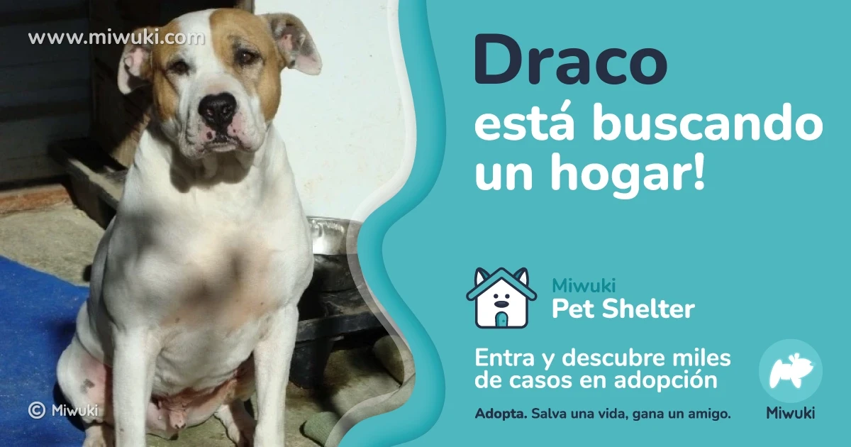 Adopta a Draco, un perro de Madrid, España • ¡Encuéntralo en Miwuki Pet ...