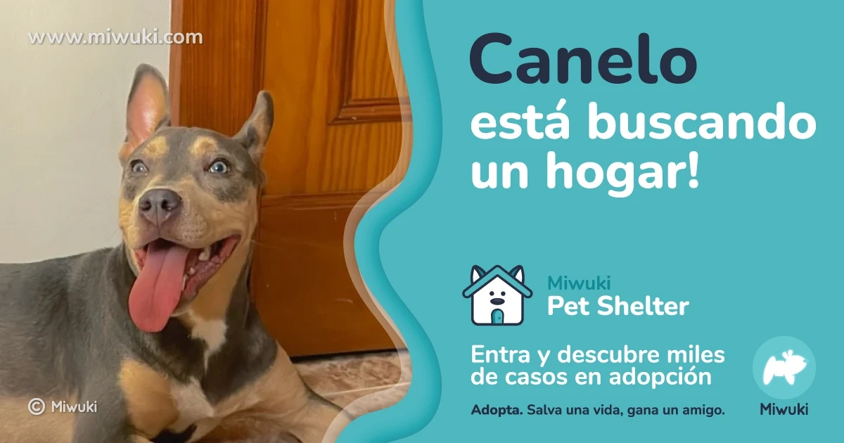 Adopta a Canelo, un perro de Las Palmas, España • ¡Encuéntralo en ...
