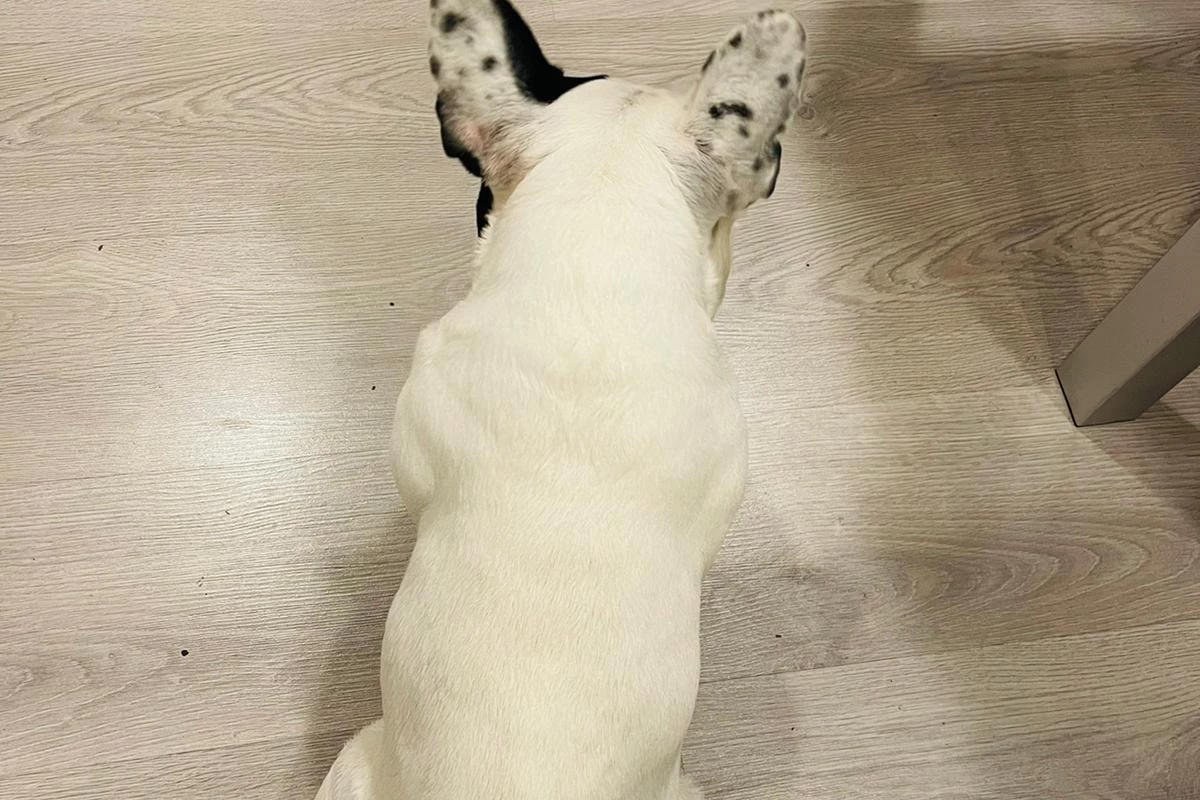 Adopta a Jose, un perro de Barcelona, España • ¡Encuéntralo en Miwuki ...