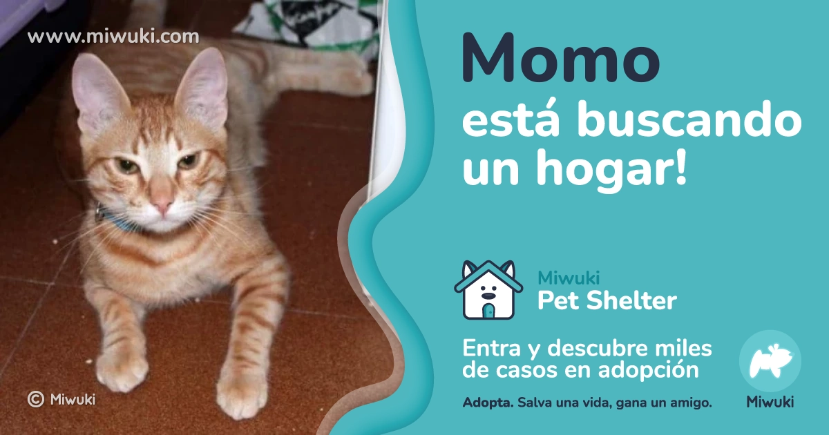 Adopta a Momo, un gato de Salamanca, España • ¡Encuéntralo en Miwuki ...