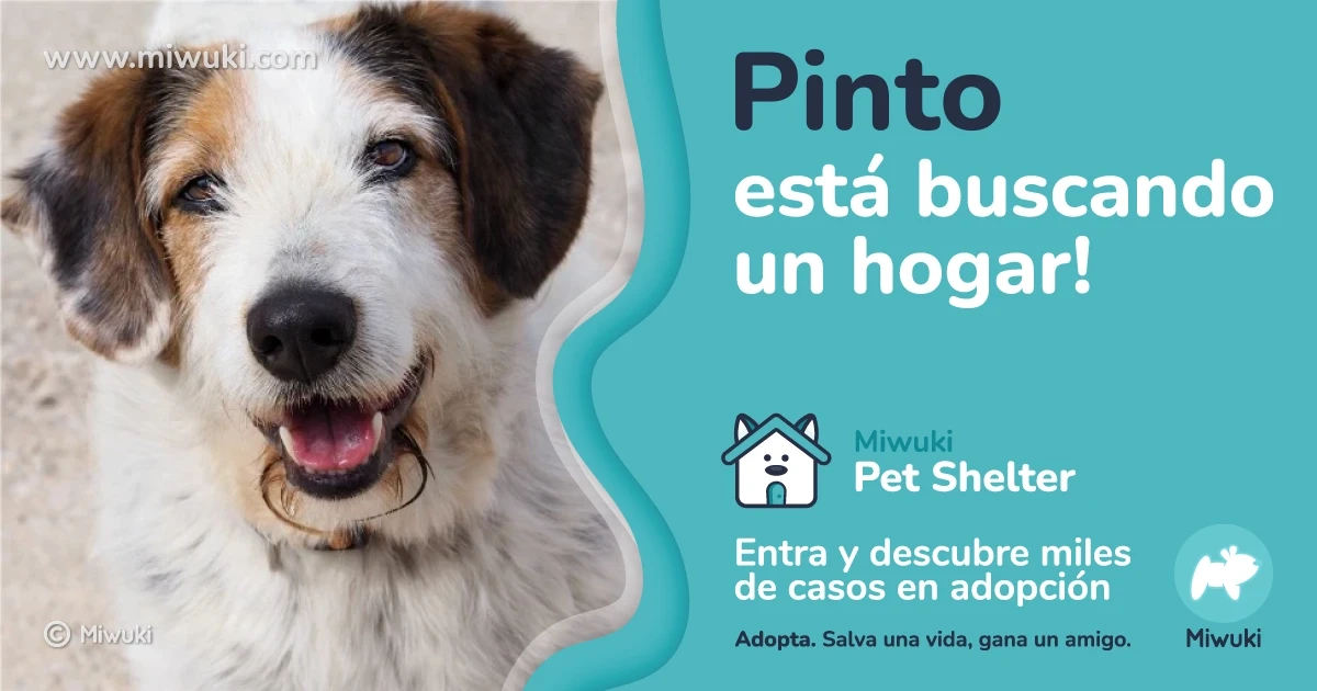 Adopta a Pinto, un perro de Madrid, España • ¡Encuéntralo en Miwuki Pet ...