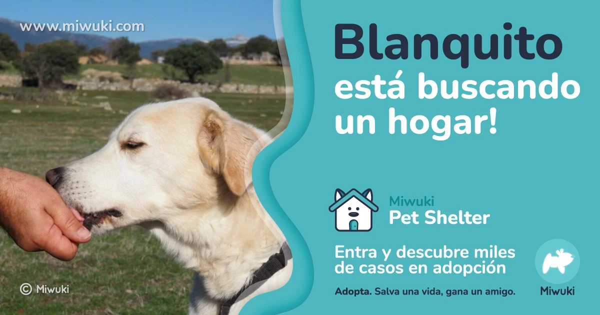 Adopta a Blanquito, un perro de Madrid, España • ¡Encuéntralo en Miwuki ...