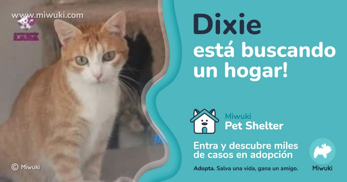 Adopta a Dixie, un gato de Madrid, España • ¡Encuéntralo en Miwuki Pet ...