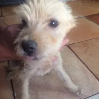 Adopta a Turquía, un perro de Yucatán, México • ¡Encuéntralo en Miwuki ...