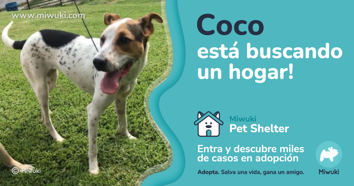 Adopta a Coco, un perro de Ciudad de México, México • ¡Encuéntralo en ...